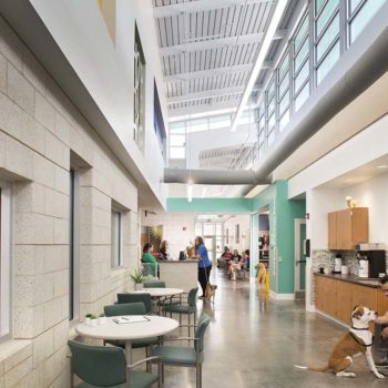 Humane Animal Rescue Animal Shelters - Animal Arts