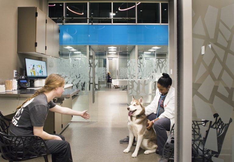 The ABCs of Veterinary Hospital Design - Animal Arts