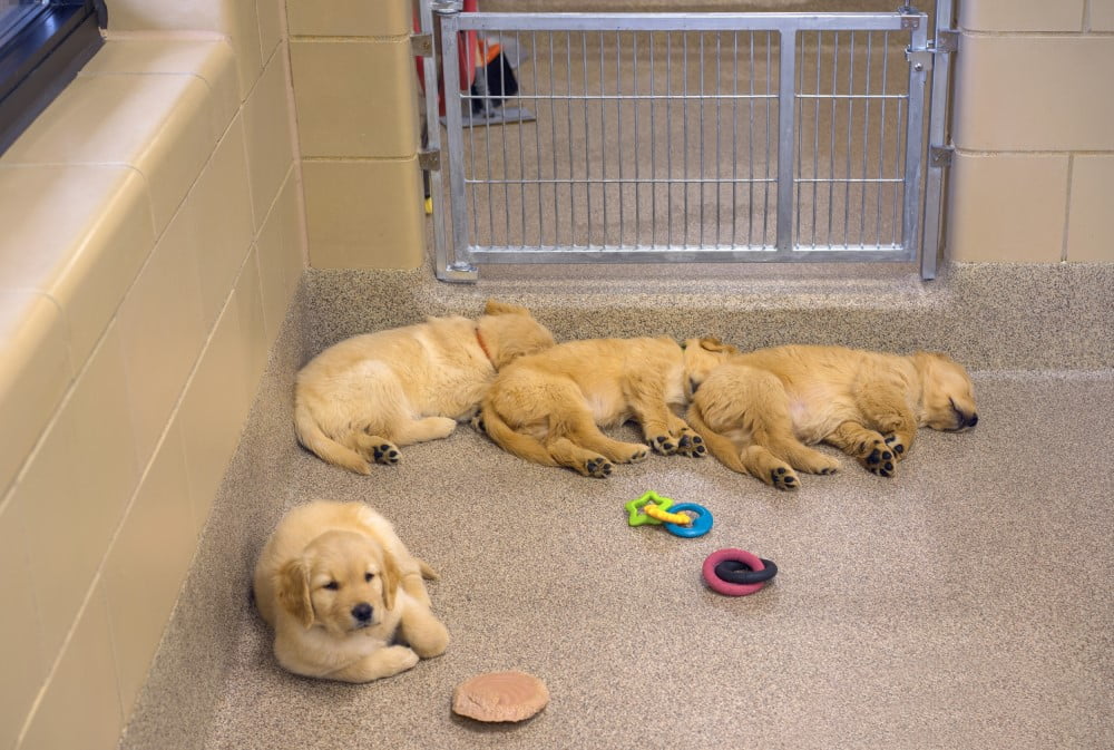 It's a Service Dog's Life - Animal Arts